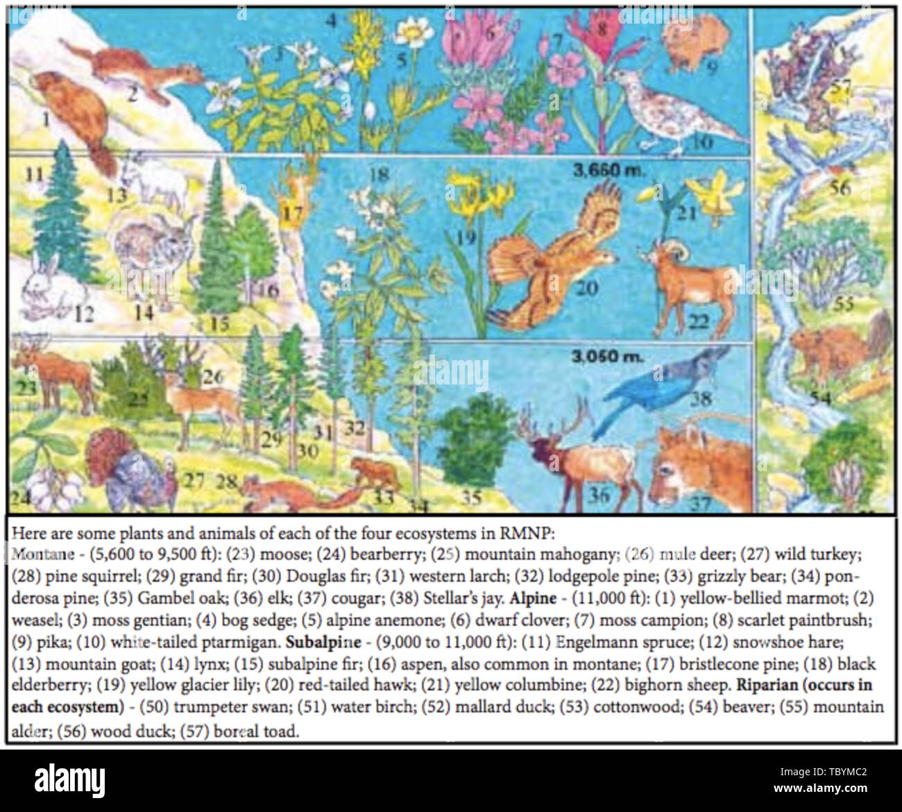 English: Montane, subalpine, alpine and riparian ecosystems of RMNP ...
