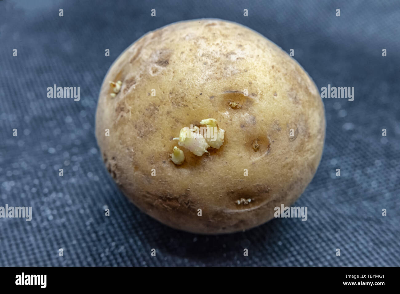 Small potato on black background Stock Photo - Alamy