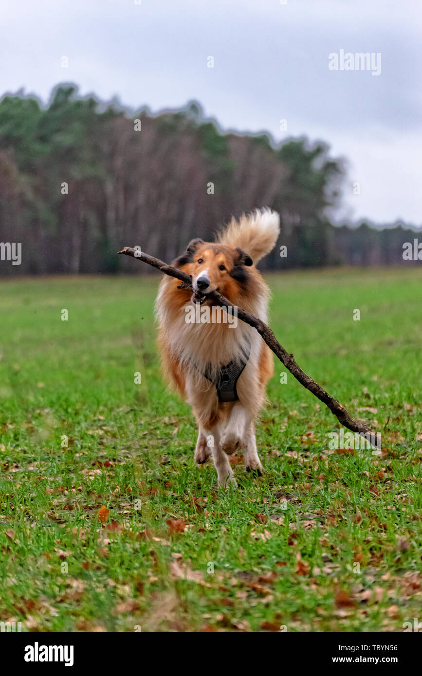 Rough collie male hi-res stock photography and images - Alamy