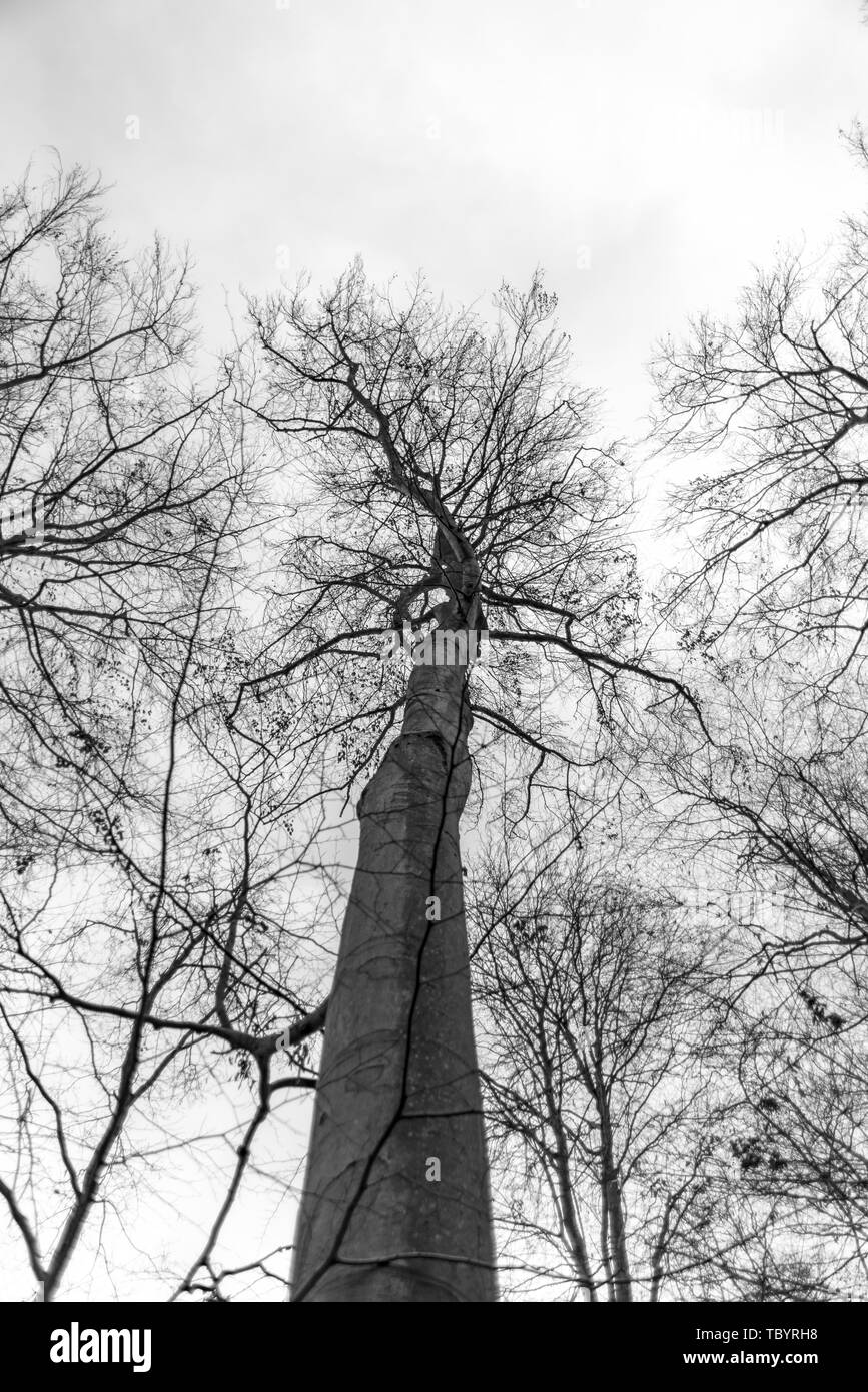 Tree in winter without leaves Stock Photo - Alamy