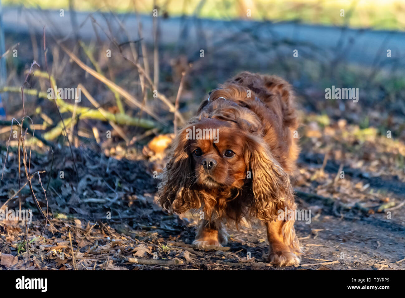 Cavalier King Charles Spaniel dog is having fun in the forest Stock ...