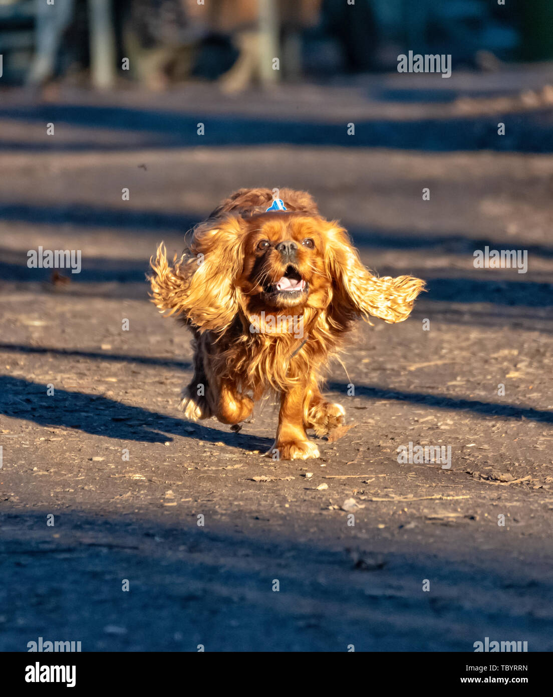 Cavalier King Charles Spaniel dog is having fun in the forest Stock ...