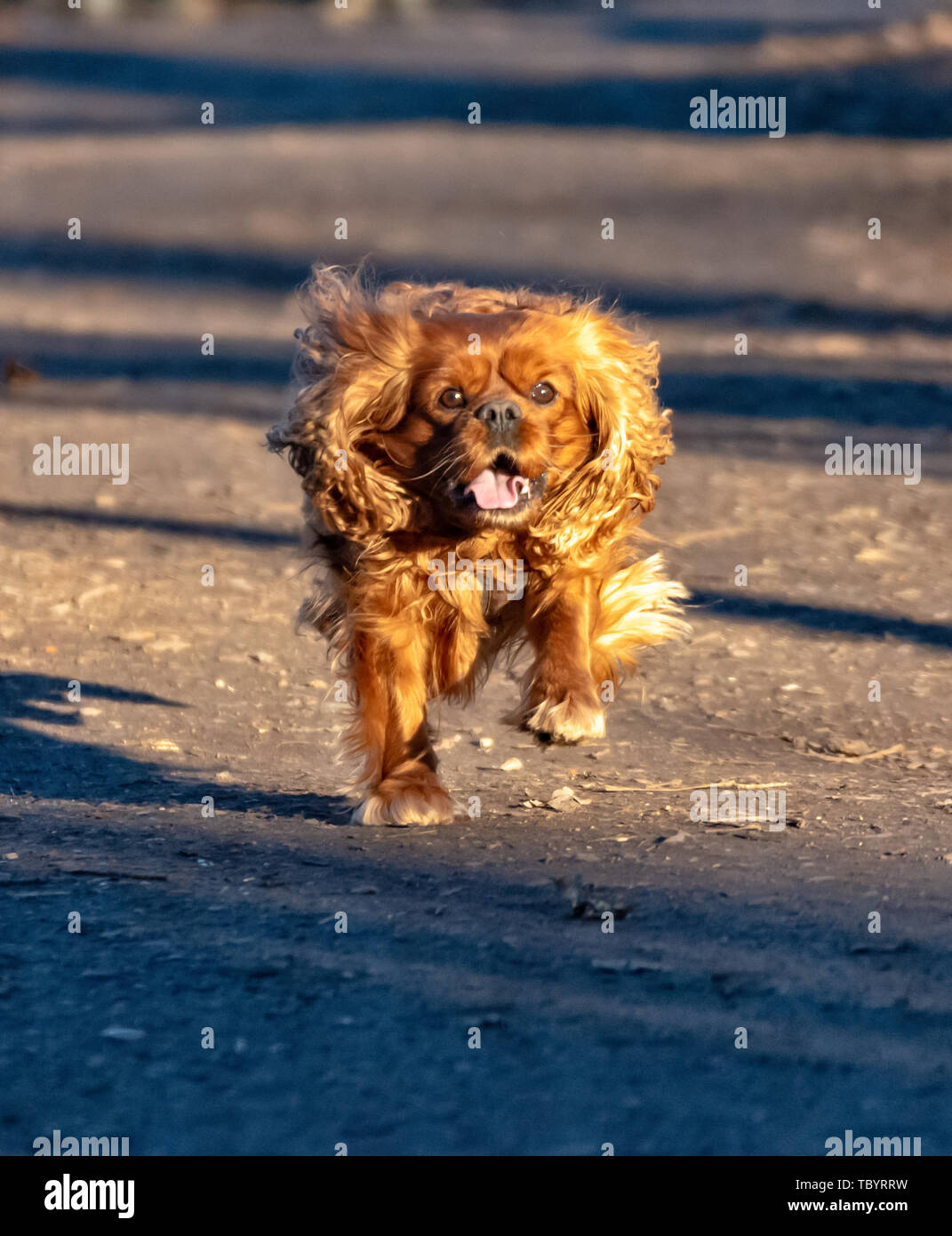 Cavalier King Charles Spaniel dog is having fun in the forest Stock ...