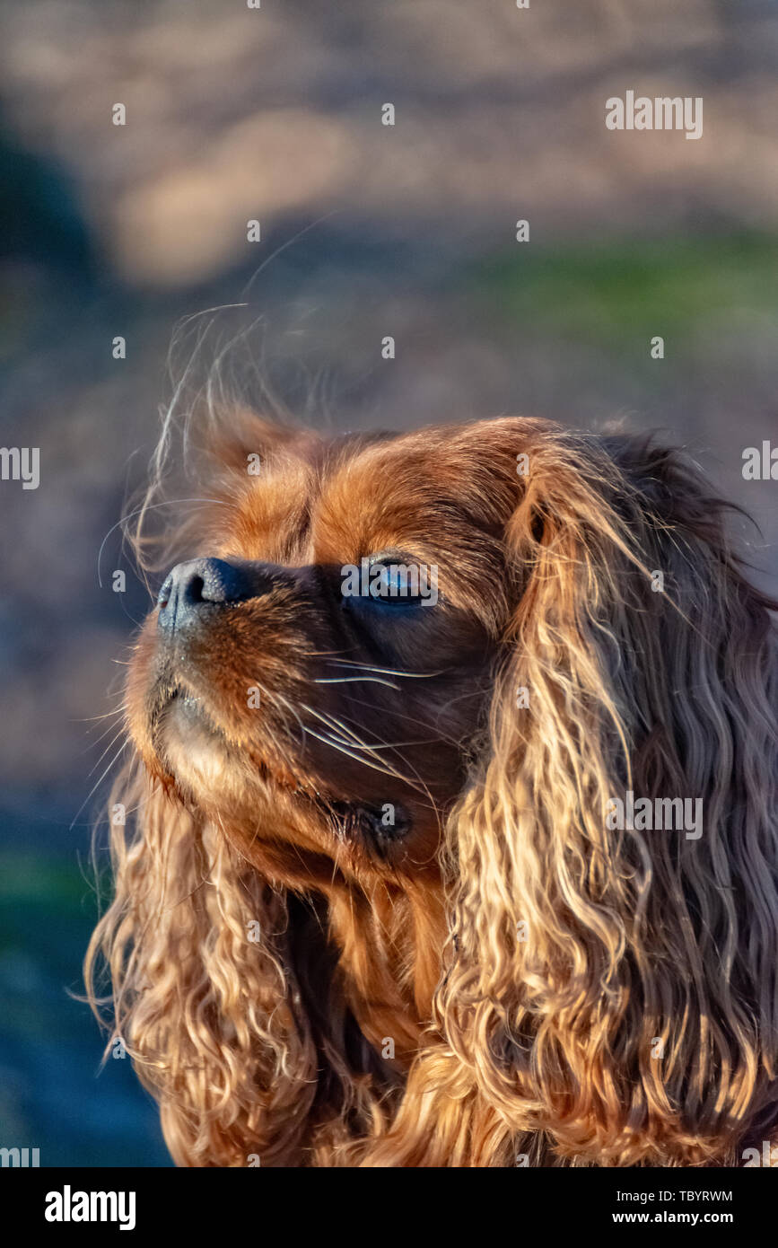 Cavalier King Charles Spaniel dog is having fun in the forest Stock ...