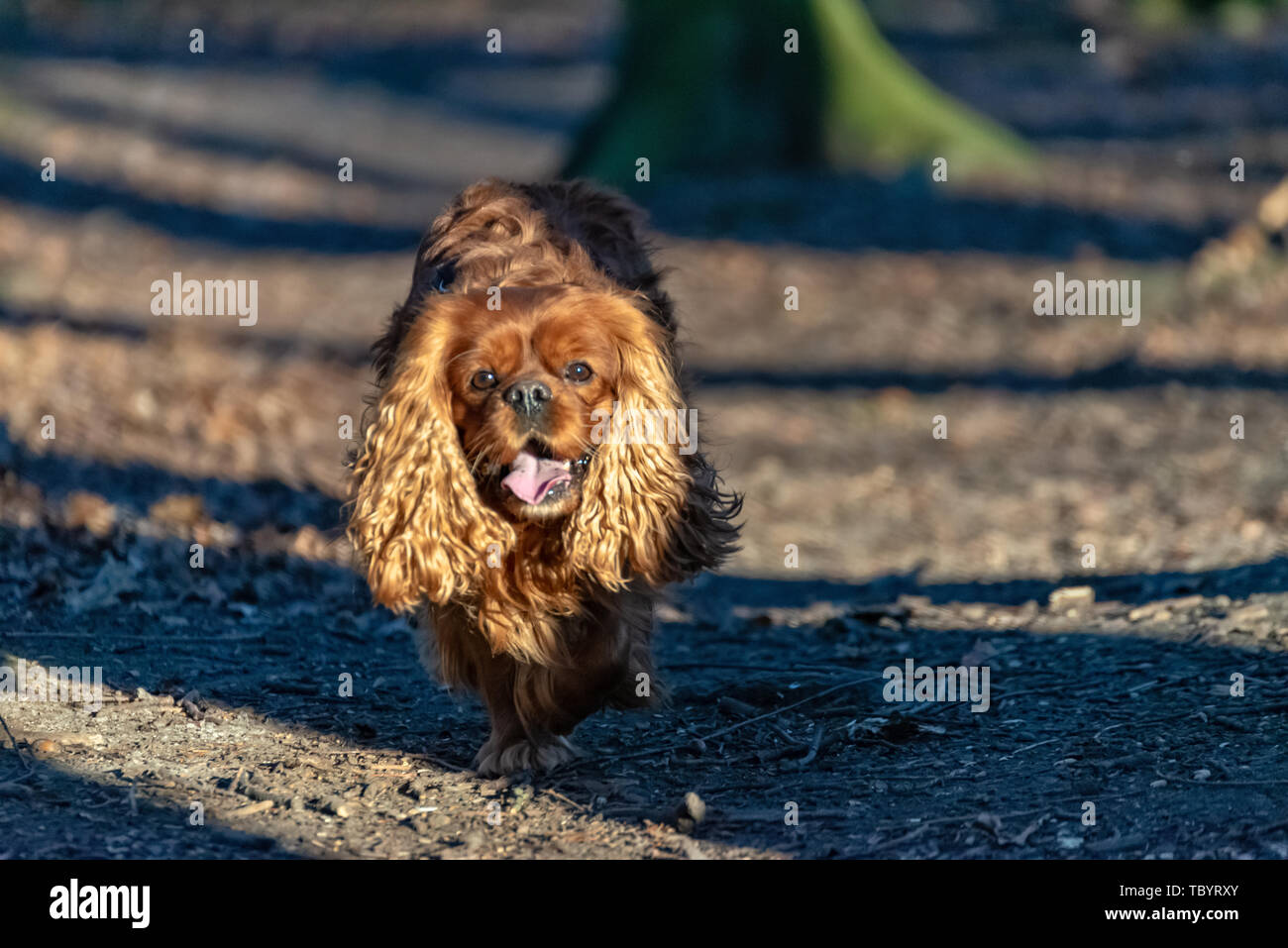 Cavalier King Charles Spaniel dog is having fun in the forest Stock ...