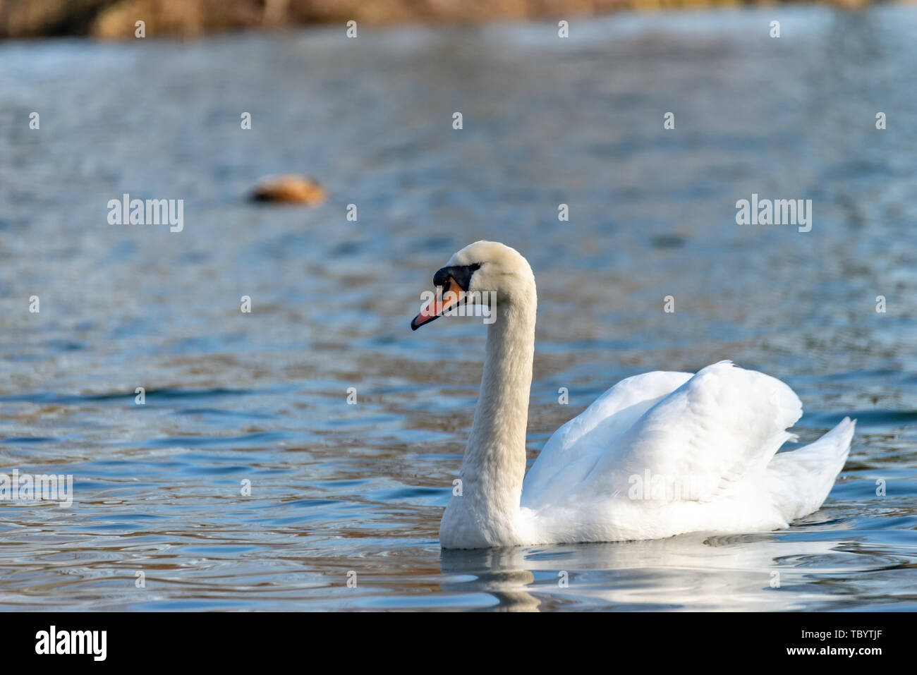 Russian swan lake dance hi-res stock photography and images - Alamy