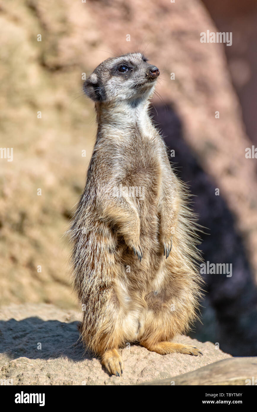 Sleeping meerkats hi-res stock photography and images - Alamy