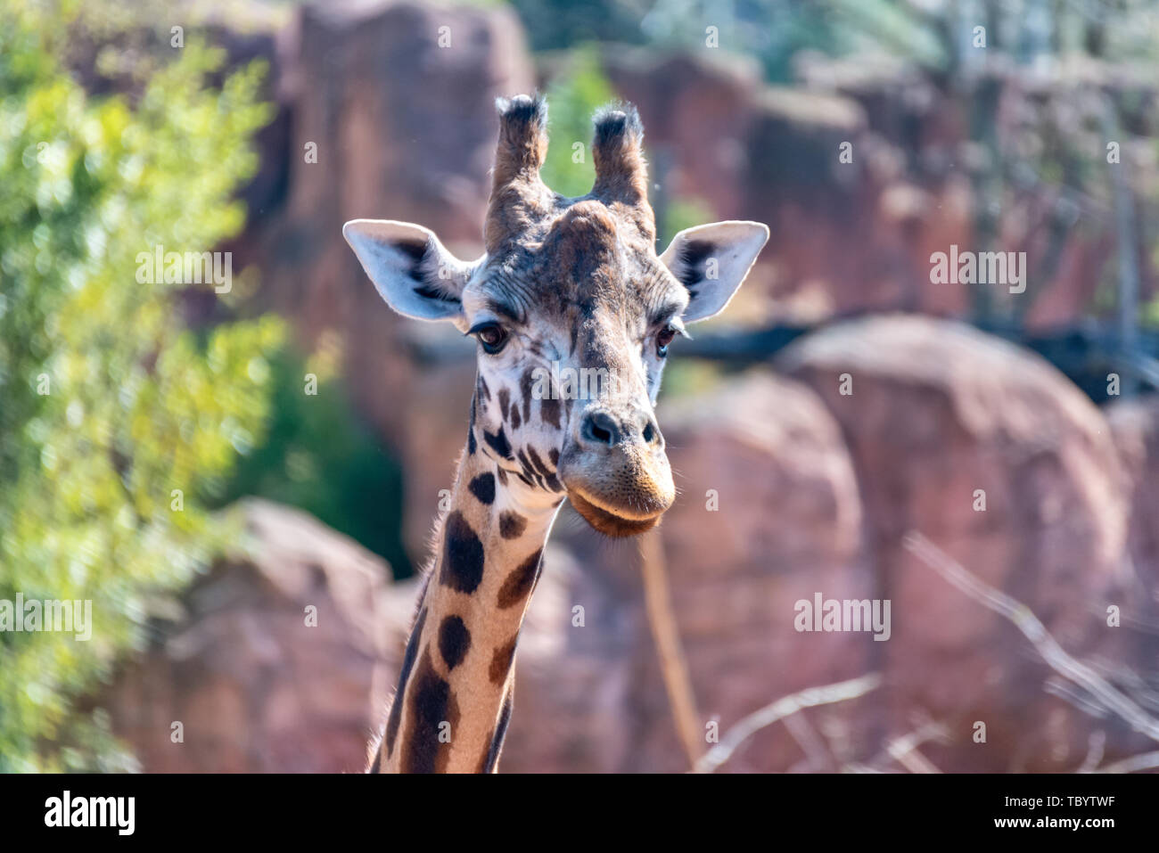 Giraffe runs hi-res stock photography and images - Alamy