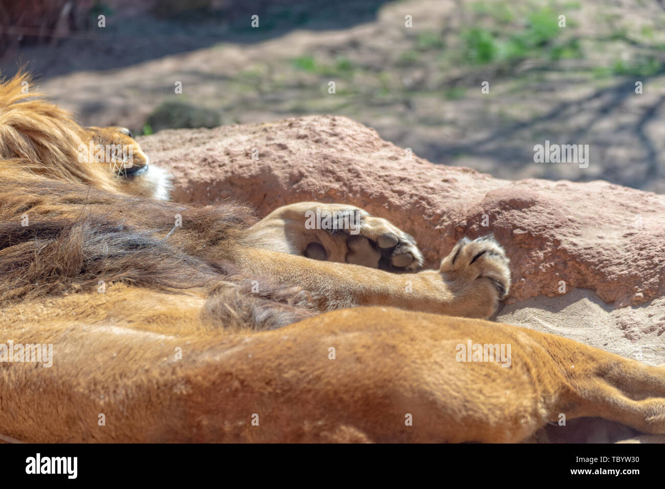 Berber lion male sleeps in the sun Stock Photo - Alamy