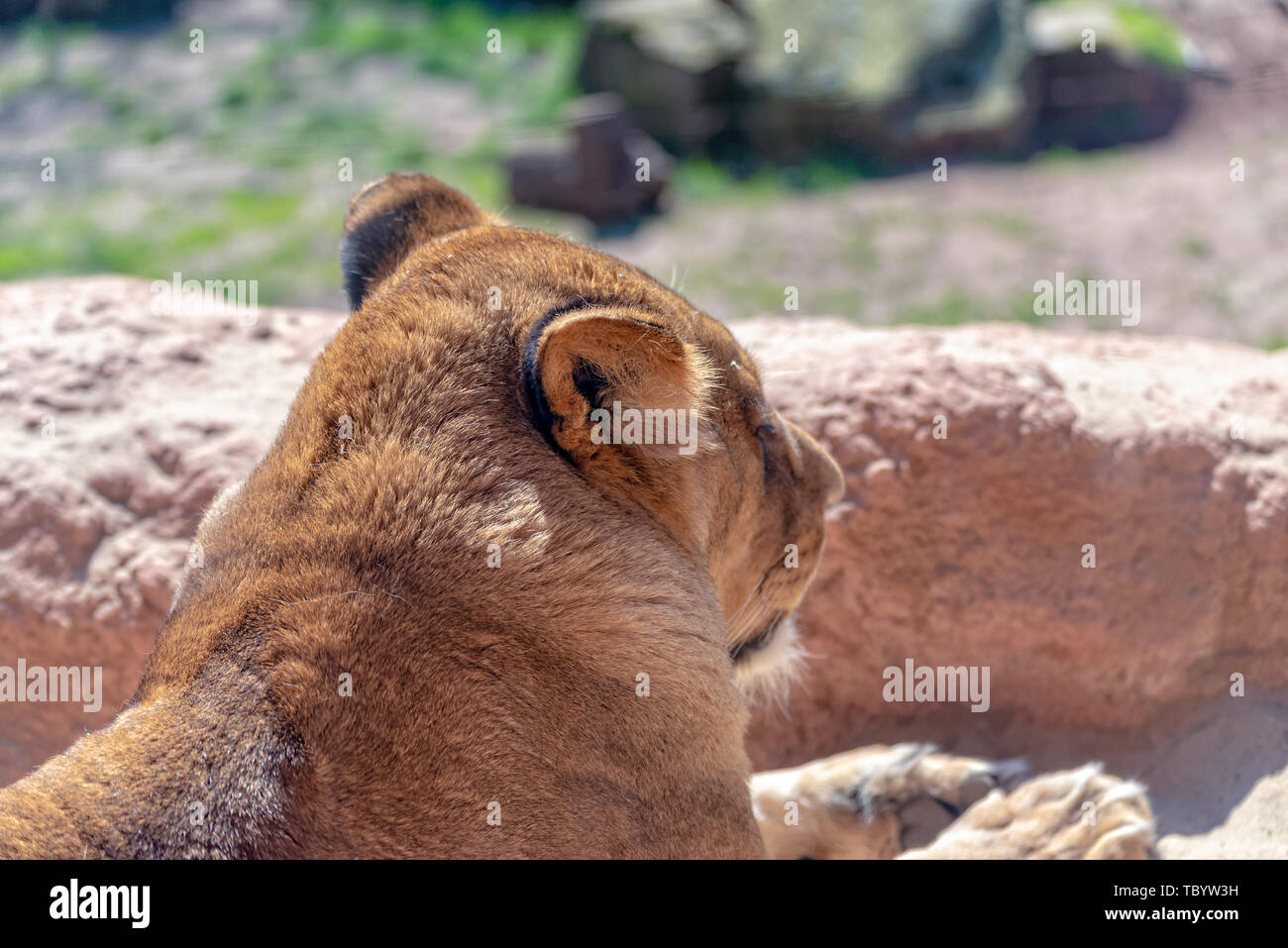 Berber language hi-res stock photography and images - Alamy