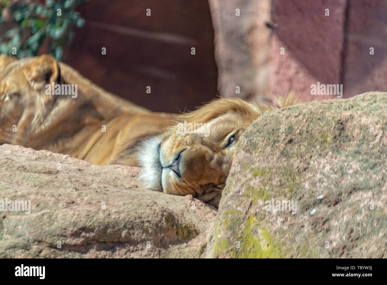 Berber lion male sleeps in the sun Stock Photo - Alamy