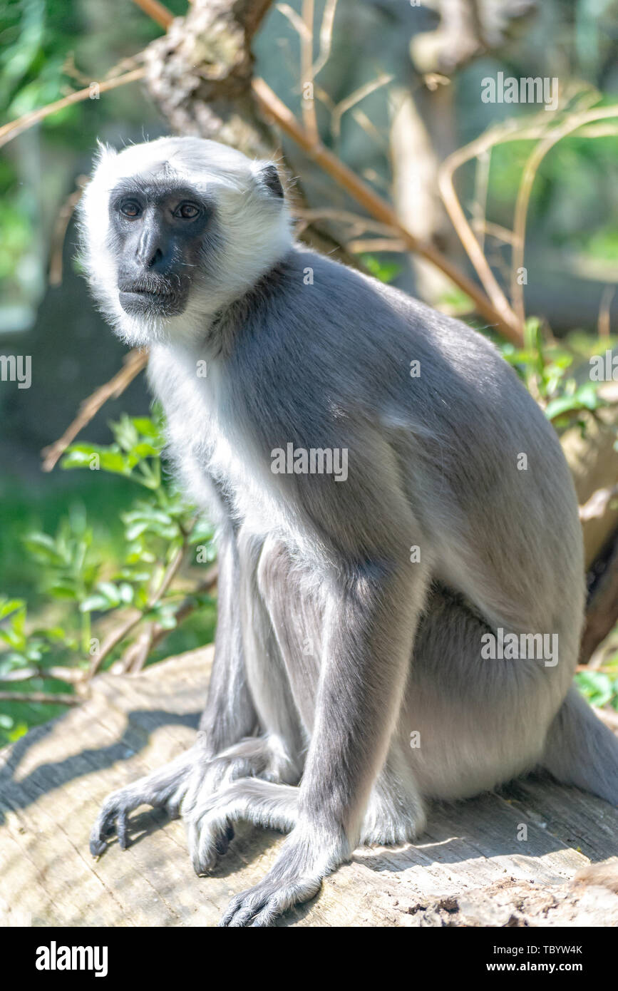 Monkey guards hi-res stock photography and images - Alamy