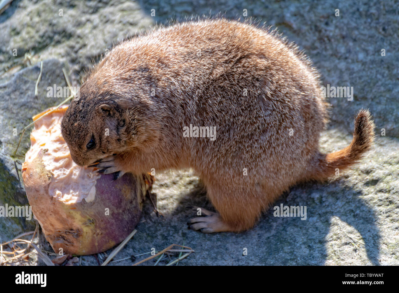 Prairie dog tastes its food Stock Photo - Alamy