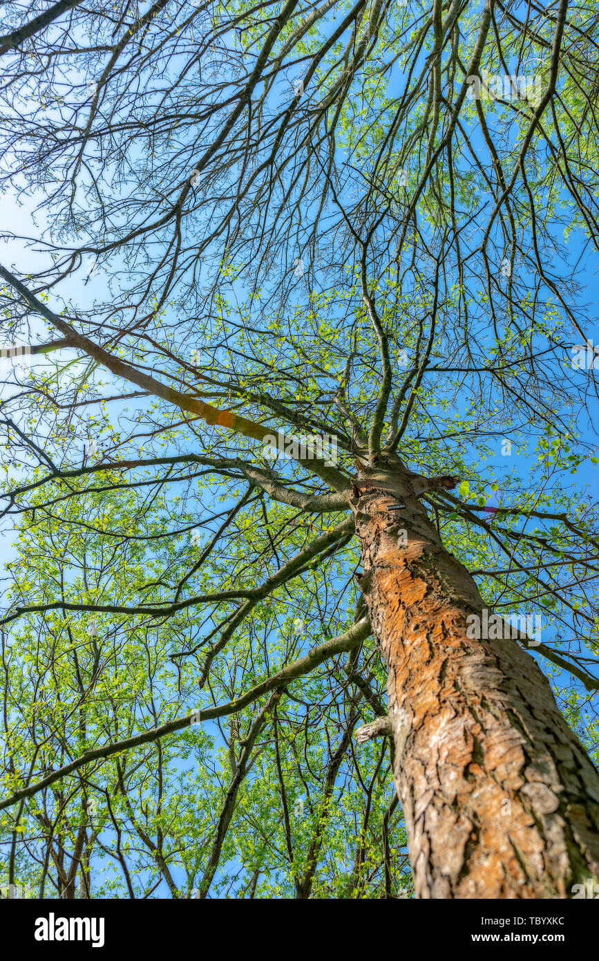 Tree with green leaves in summer Stock Photo - Alamy