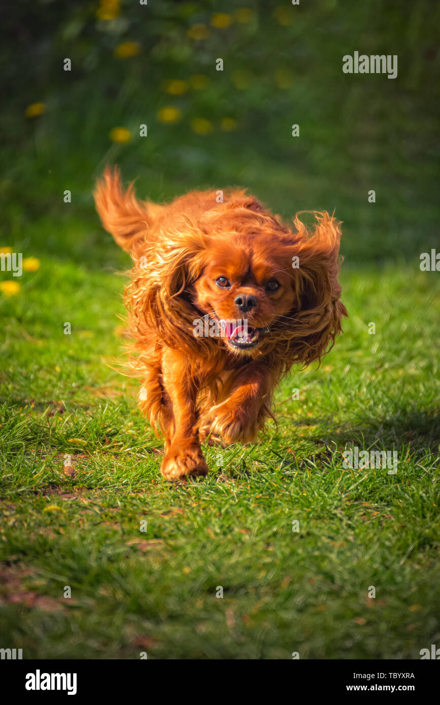 Cavalier King Charles dog breed Ruby runs across the meadow Stock Photo ...