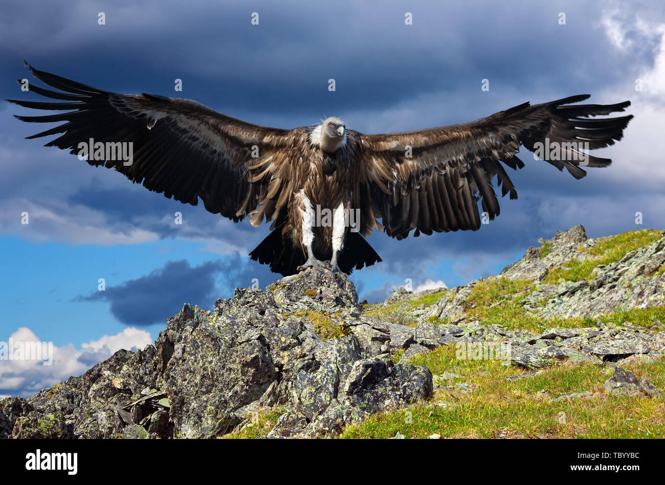 Griffon vultur hi-res stock photography and images - Alamy