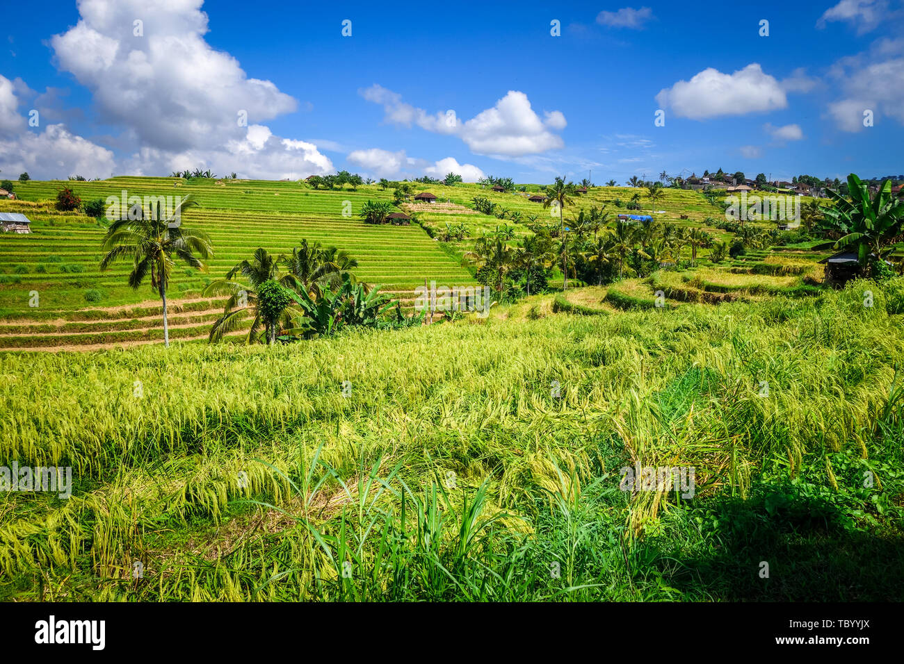Jatiluwih paddy field rice terraces in Bali, Indonesia Stock Photo - Alamy