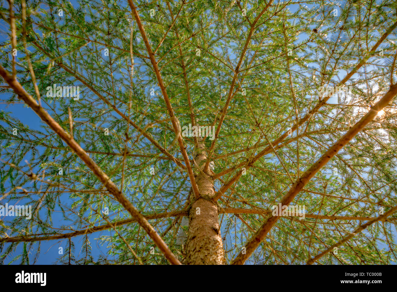 Beautiful high tree wide crown hi-res stock photography and images - Alamy