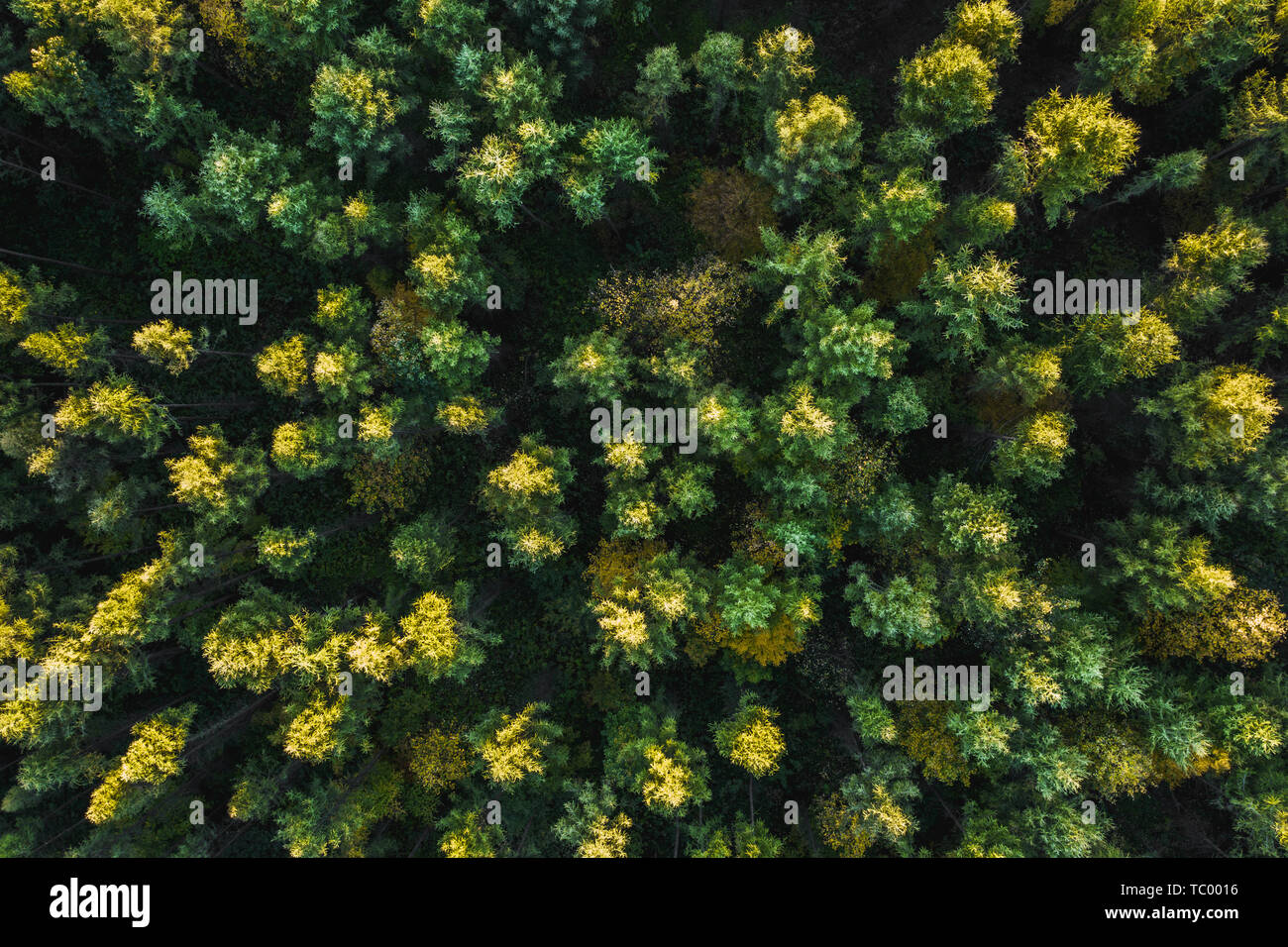 Top down drone aerial view of autumn leaves hi-res stock photography ...
