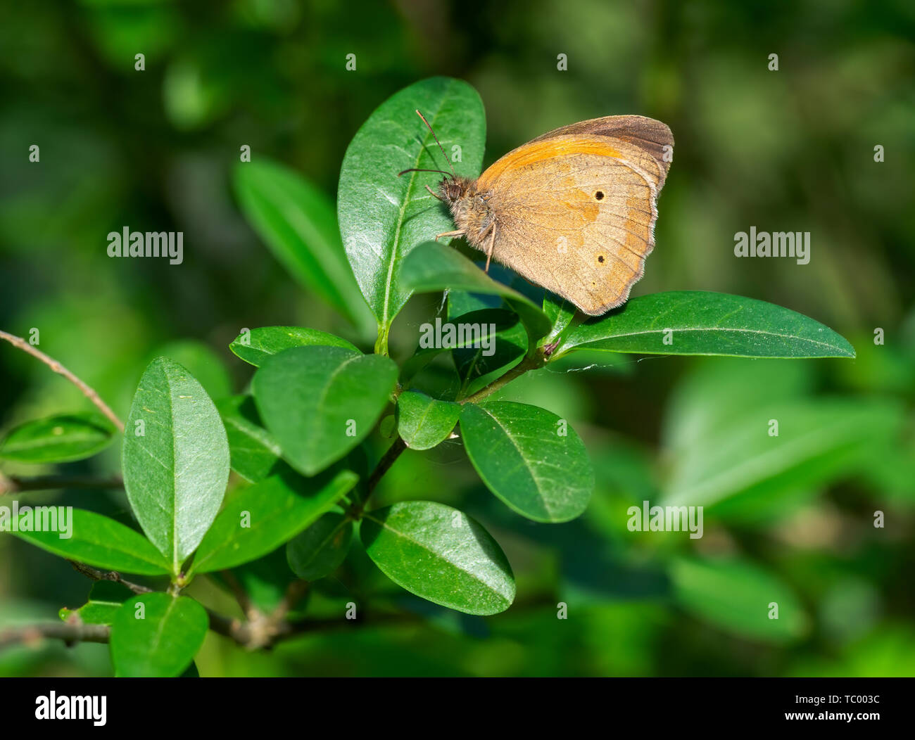 Profile of butterfly hi-res stock photography and images - Alamy
