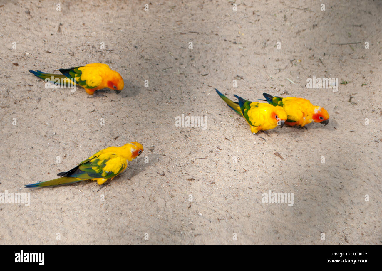 Sun parakeet, Aratinga solstitialis, parrots, Sun Conure. sitting on ...