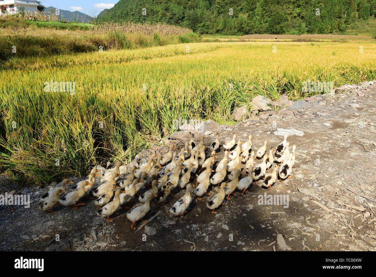 Spike ducks hi-res stock photography and images - Alamy