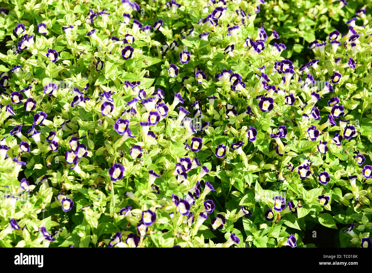 Blue pig's ear floral Stock Photo - Alamy