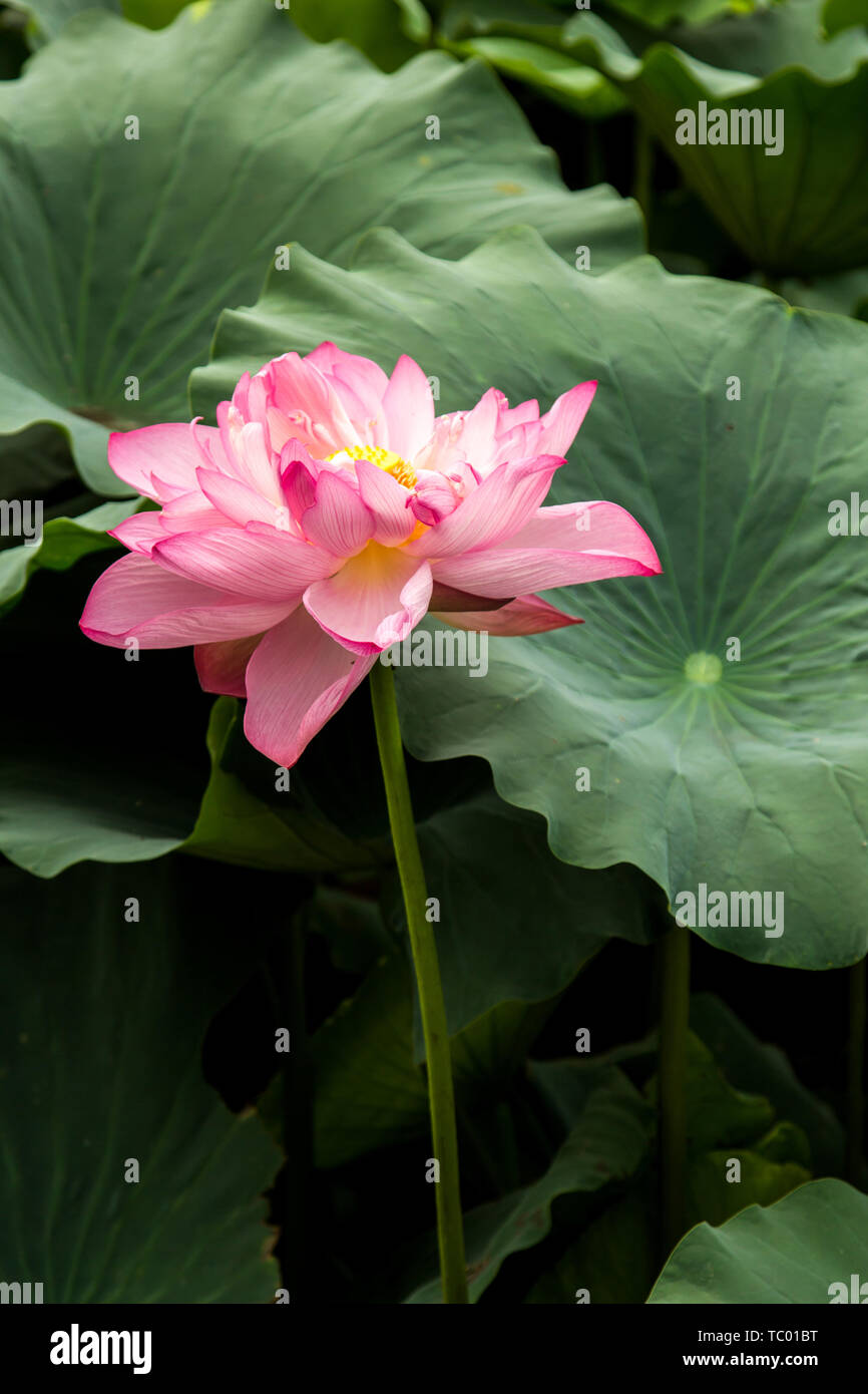 Foreign colors and lotus flowers of plants hi-res stock photography and ...