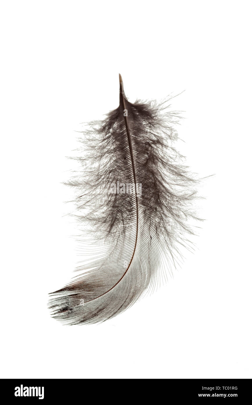 bird feather isolated on white background Stock Photo - Alamy
