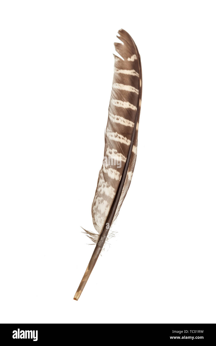 bird feather isolated on white background Stock Photo - Alamy