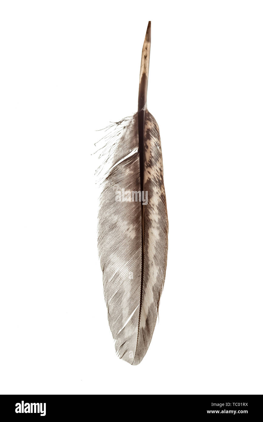 bird feather isolated on white background Stock Photo - Alamy