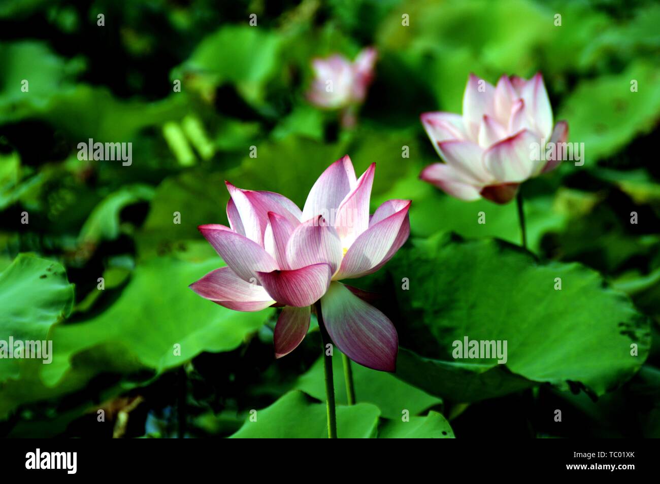 Pond, lotus, flower, plant, leaf, aquatic plant, bloom, garden, nature ...