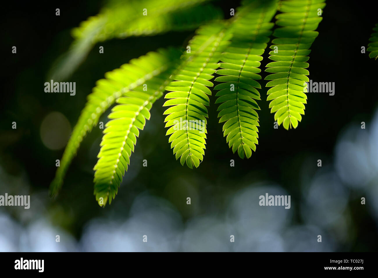 Sequoia leaves in the sun Stock Photo - Alamy