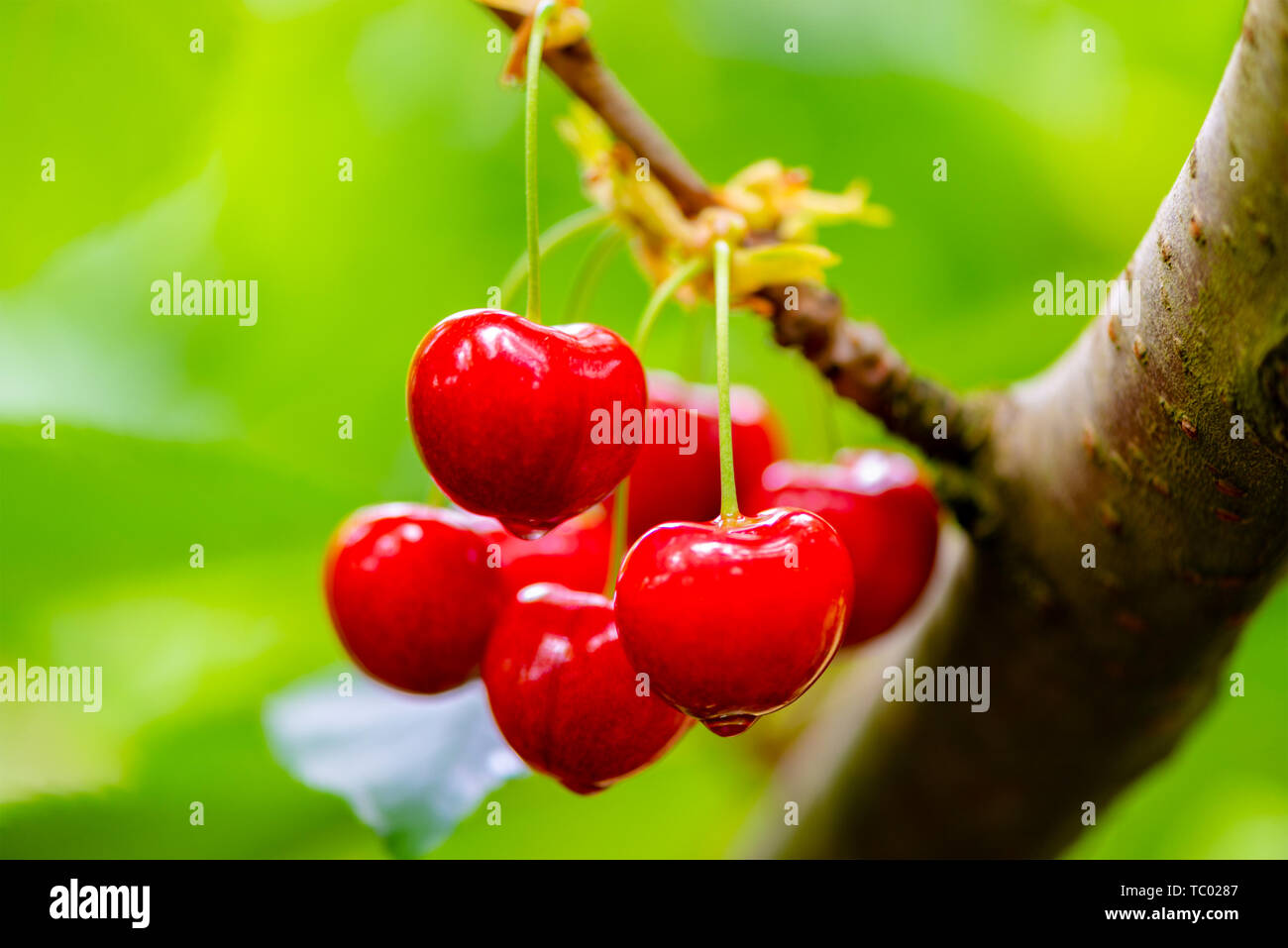 Zi cha hi-res stock photography and images - Alamy