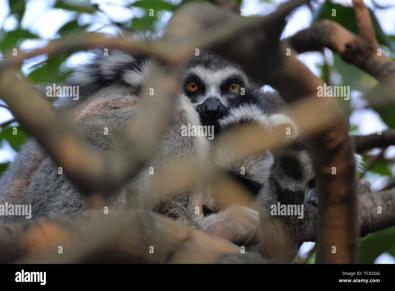 Protection for animals hi-res stock photography and images - Alamy