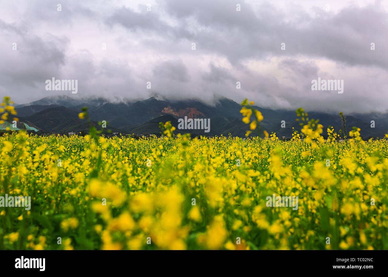 Grazing canola hi-res stock photography and images - Alamy
