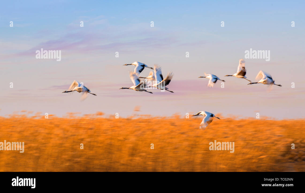 Red crowned crane flying sunset hi-res stock photography and images - Alamy