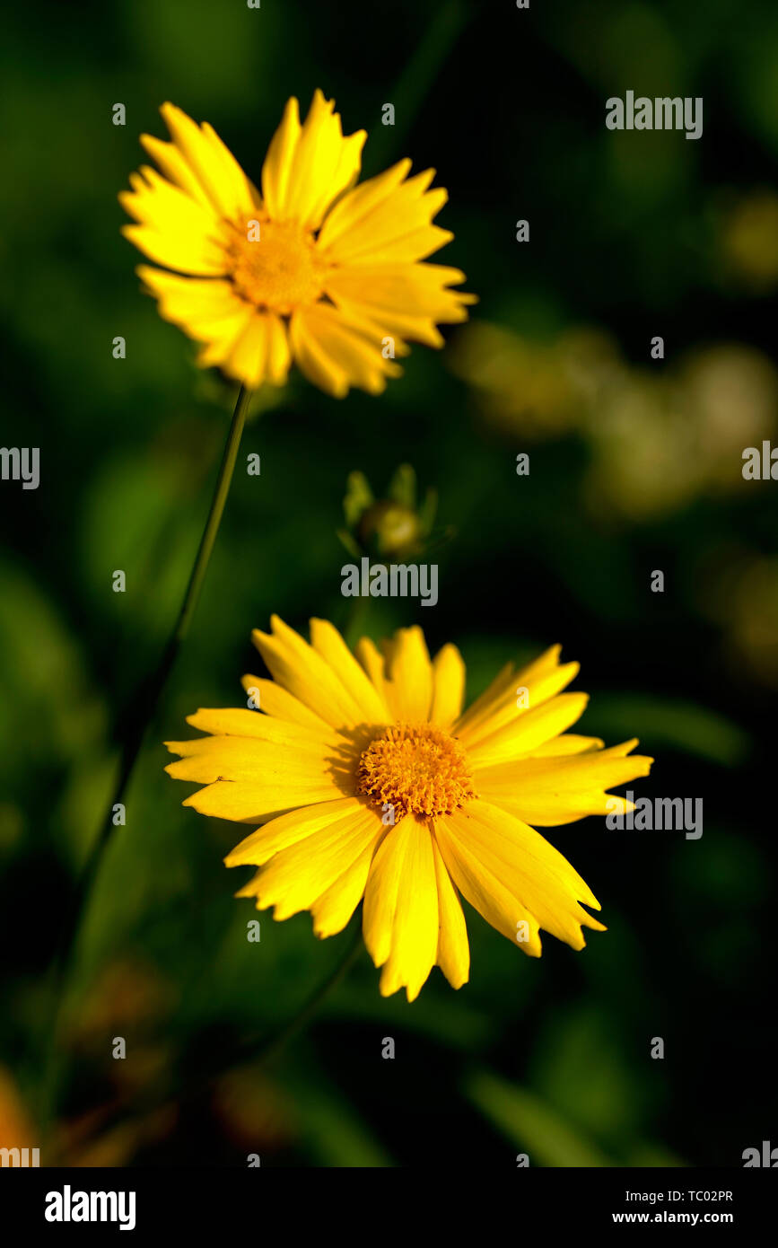 Golden grain blooms hi-res stock photography and images - Alamy