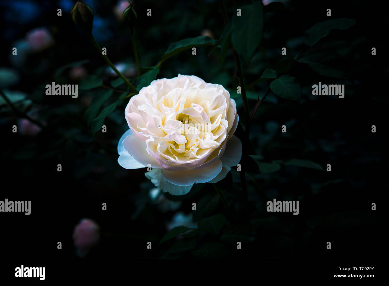 Flowers, no one, nature, petals, roses, colors, leaves, plants, flowers ...