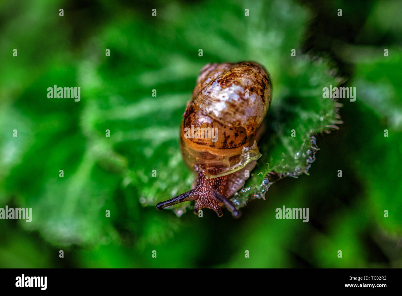 Cute little snail Stock Photo - Alamy