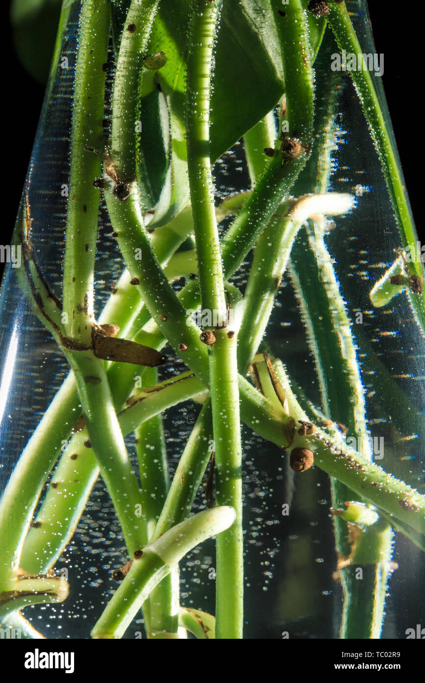 The roots of plants are intertwined in the water Stock Photo - Alamy