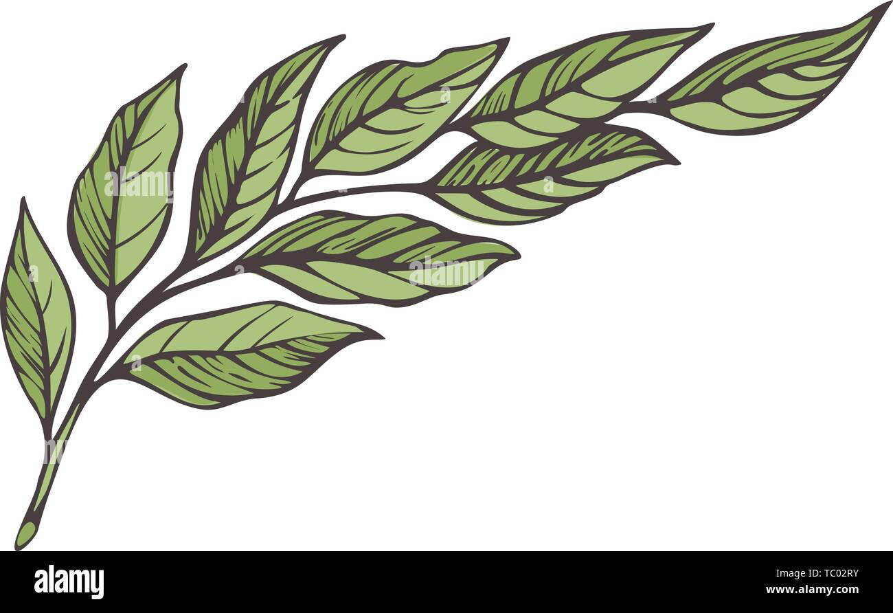 Laurel leaf isolated icon Stock Vector Images - Alamy