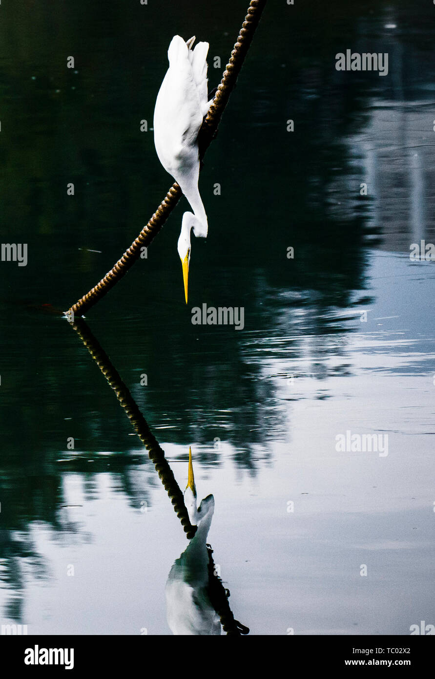 Egrets, all kinds of birds Stock Photo - Alamy