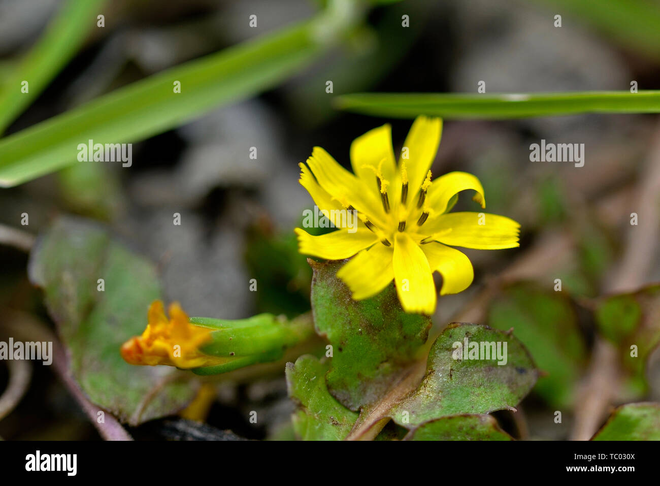 Croucher hi-res stock photography and images - Alamy