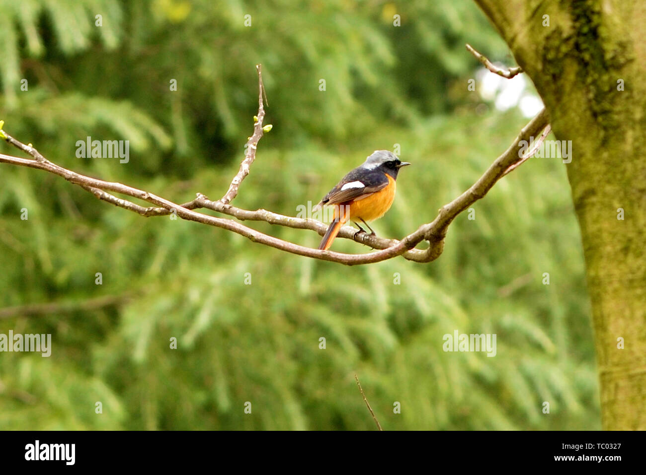 northern red - tailed robin Stock Photo - Alamy