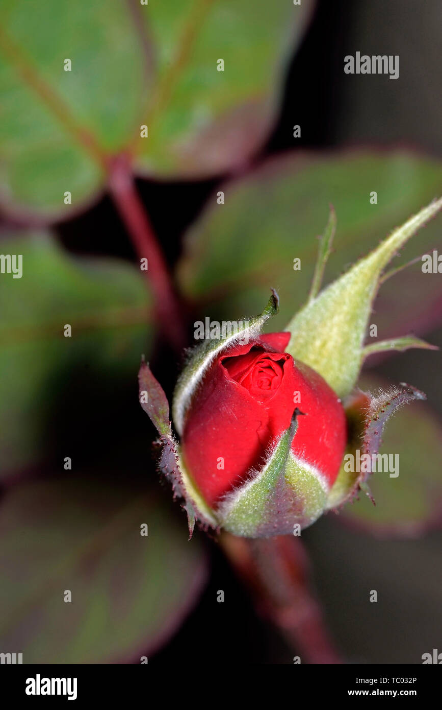 Moon bud hi-res stock photography and images - Alamy