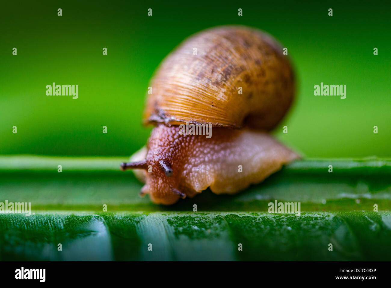 Cute little snail Stock Photo - Alamy