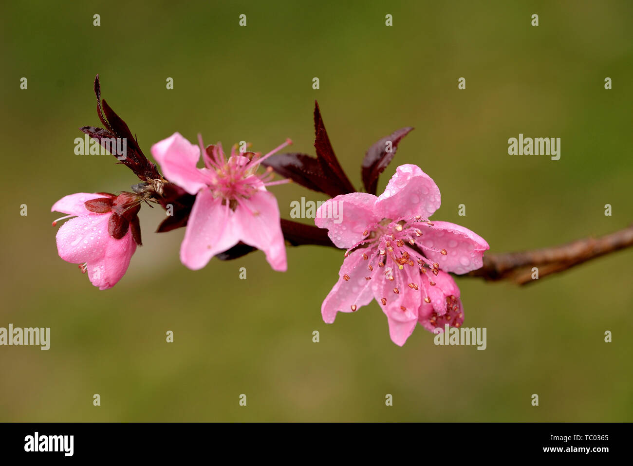 Blue peach flower Stock Photo - Alamy