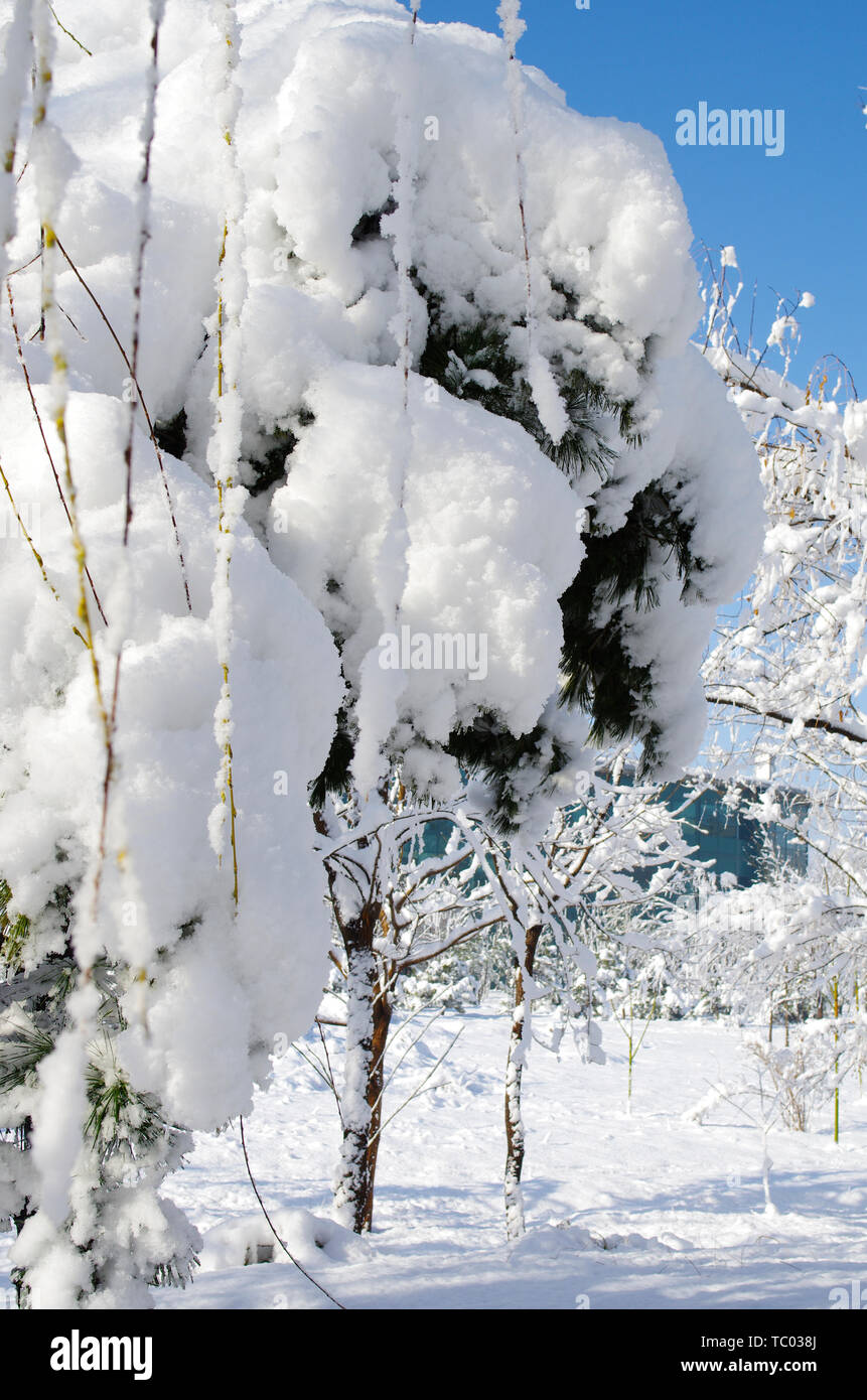 Beijing March 20, 2013 Heavy spring snow Stock Photo - Alamy