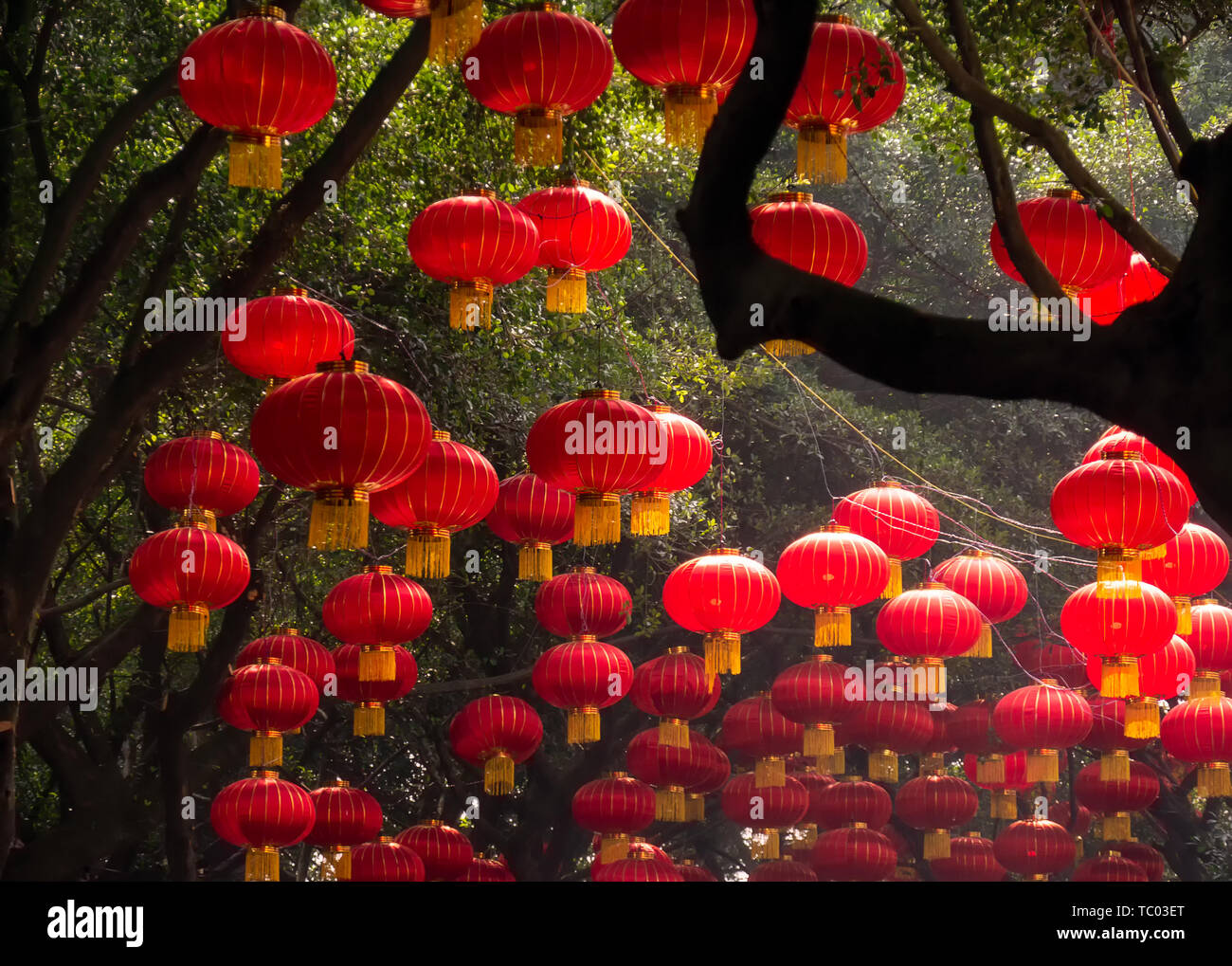 Paper Lanterns Hanging From Trees